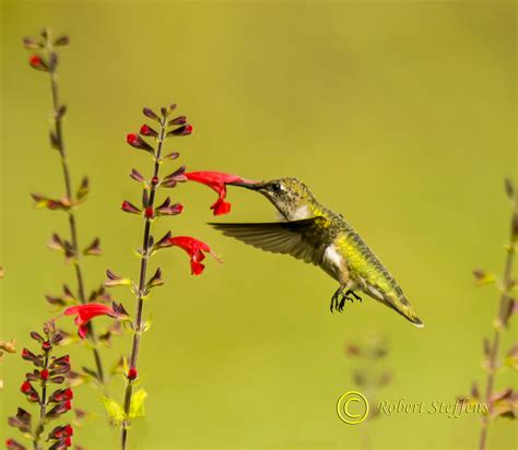 Ruby Throated Hummingbird Birdforum
