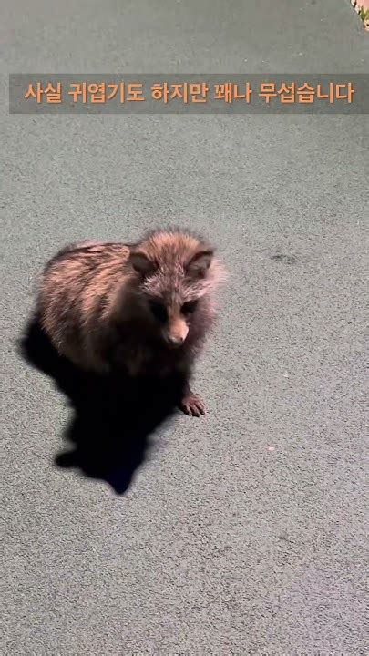 너구리와 친구하기 Youtube