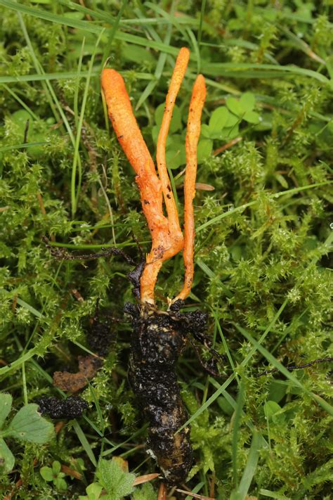 Cordyceps militaris: The Ultimate Mushroom Guide + Tea Recipe