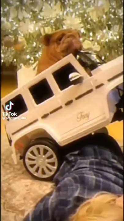 Pipipi Pobre Perrito Xd Créditos A Arcangel Xd0 👻🤑 Youtube