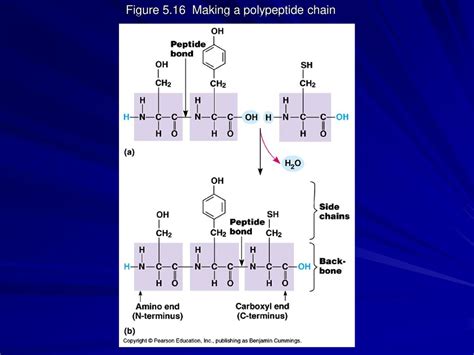 Chapter 5 The Structure And Function Of Macromolecules Ppt Download