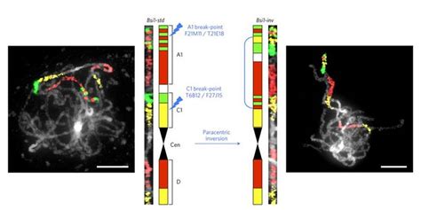 Young Inversion With Multiple Linked Qtls Under Selection In A Hybrid Zone Plantae