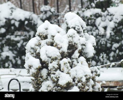 Snow On A Tree Stock Photo Alamy