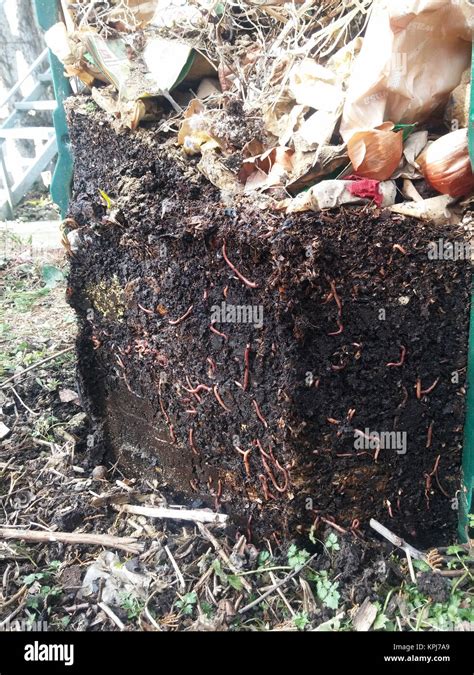 Living In The Compost Heap Stock Photo Alamy