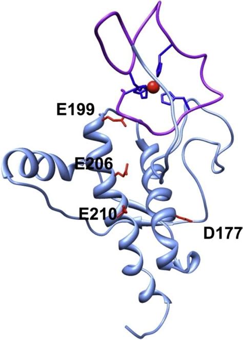 3 Theoretical Model Depicting Prp C Folded Structure Induced By Zn Ii Download Scientific