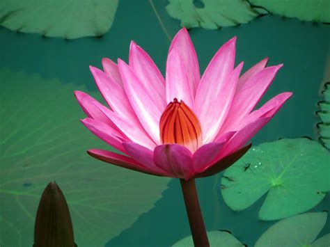 무료 이미지 꽃잎 녹색 아시아 식물학 담홍색 신성한 연꽃 수생 식물 플로라 수련 로터스 평온 라오스 매크로 사진 꽃 피는 식물 연간 공장 식물