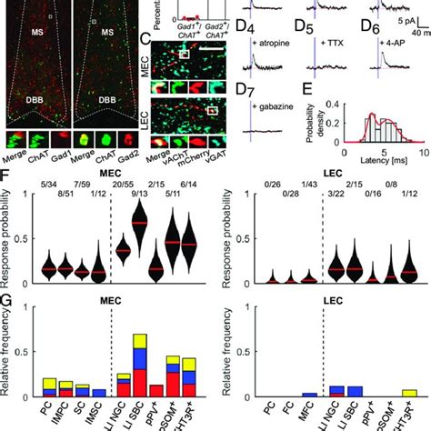 Illustrated Overview Of The Basal Forebrain Cholinergic Pathway Download Scientific Diagram