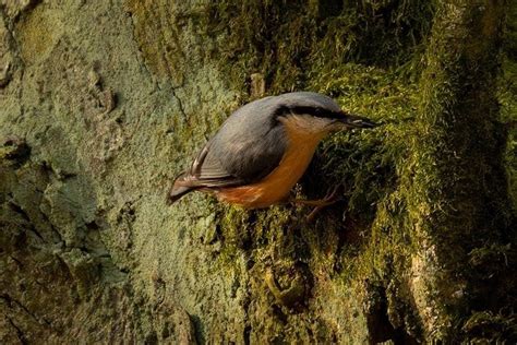 Tree Seed Pod Identification Guide StuartBroz Tree Seed Pod Identification Guide StuartBroz