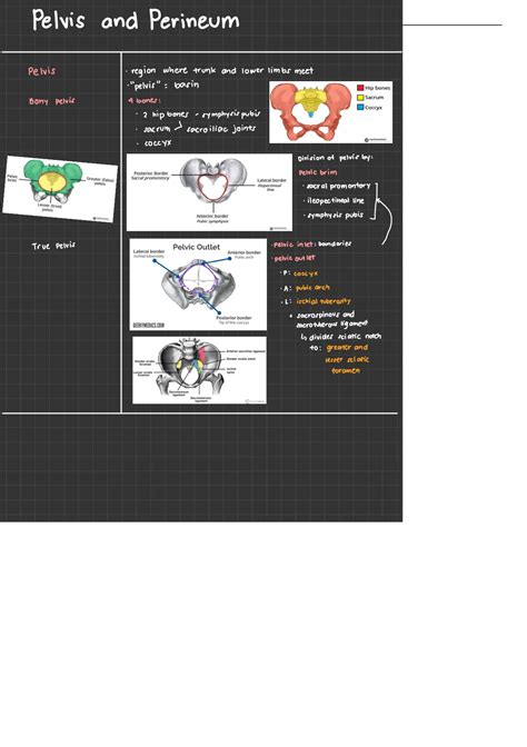 Summary Pelvis And Perineum Anatomy High Yield Notes Based On Snells