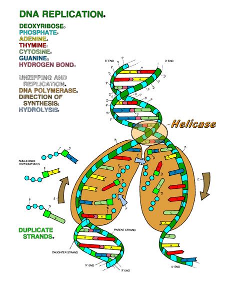 Dna And Replication Worksheet Proworksheet