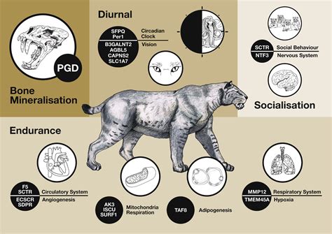 Extinct Cat Species