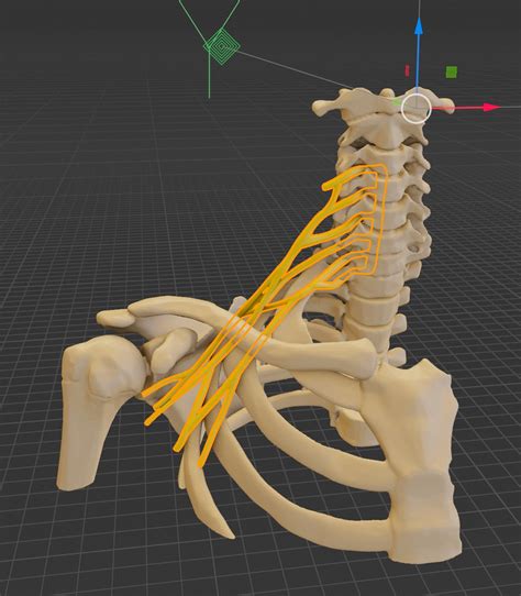 Archivo Stl Modelo Educativo Sobre El Plexo Braquial 🩻 ・plan De Impresora 3d Para Descargar・cults