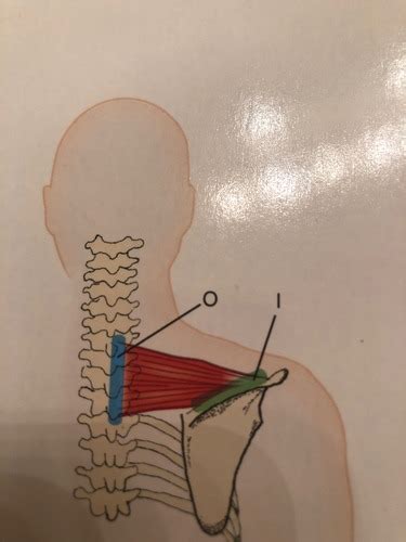 Kinesiology Flashcards Flashcards Quizlet