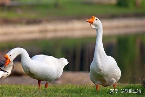 辰俊生物 禽病防治 四宜四忌 鸡鸭鹅 知乎