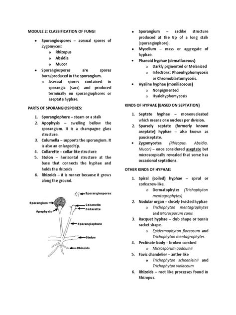 Fungi Classification Guide Pdf Fungus Sexual Reproduction