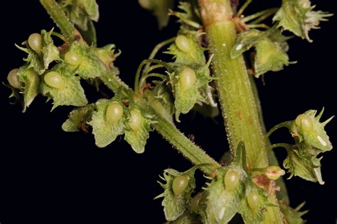 Plantes Campus Uab Flora Del Terreny Fotografies Botàniques