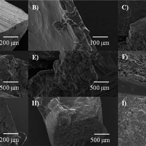 Scanning Electron Microscopy Sem Micrographs Of Cross Sections For Download Scientific