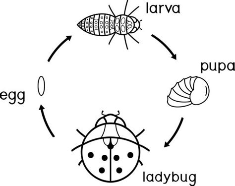 Ladybug Larvae Stages Coloring Pages 2025