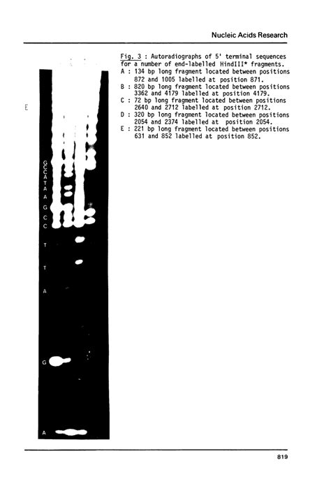Relaxation Of Recognition Sequence Of Specific Endonuclease Hindiii Pmc