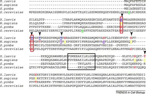 Bub1 And The Multilayered Inhibition Of Cdc20 Apc C In Mitosis Trends