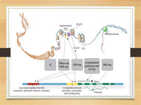 Functional Genomics Ppt