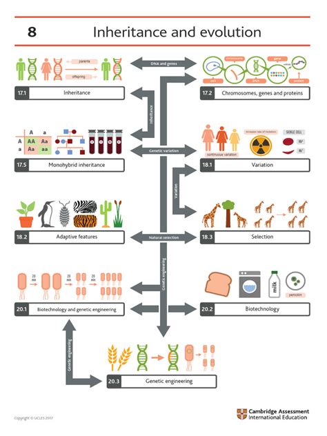 8 Inheritance And Evolution Download Free Pdf Genetics Gene