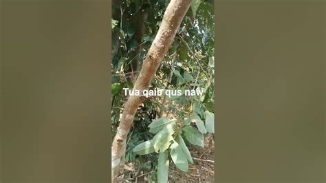 Dib Qaib Qus Youtube