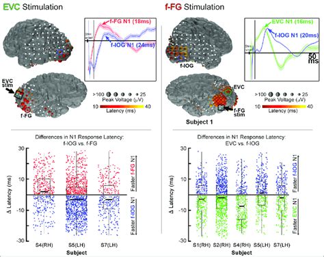 Cortico Cortical Connections Of The Face Network Top Download