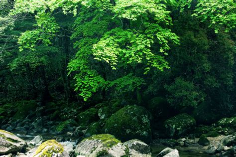 木森のフリー無料写真素材 ぱくたそ