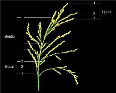 rice panicle