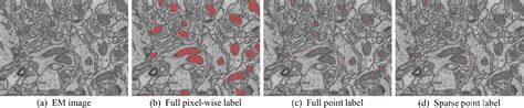 figure 2 from weakly supervised cross domain segmentation of electron microscopy with sparse