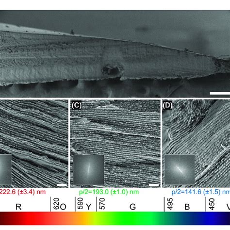 cross sectional sem micrograph and the corresponding pitch and