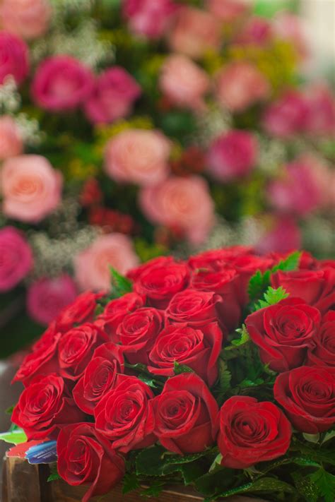 Бесплатные стоковые фото на тему Azerbaijan Baku Flower азербайджан азия базар баку