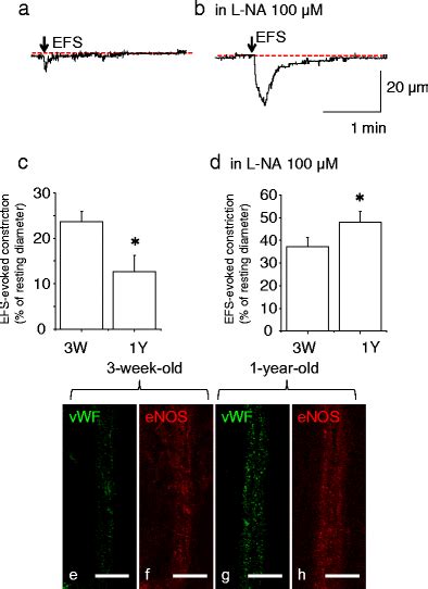 The Enhanced Nitrergic Regulation Of Periosteal Arterioles In