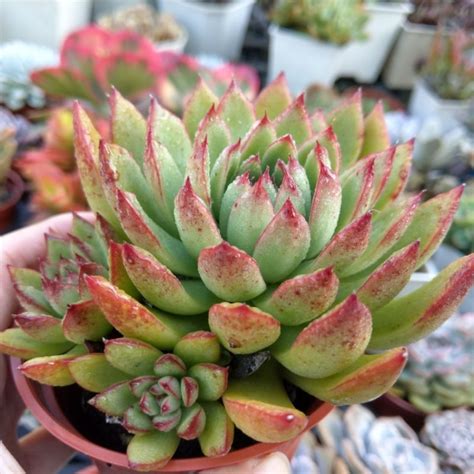 聖誕東雲 老欉群生 植於3吋盆 花緣多肉 蝦皮購物