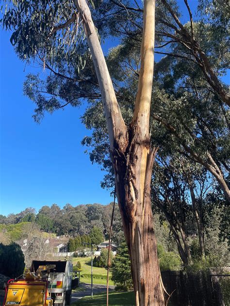 Resilient Vs Weak Tree Structures Key Differences Concerns