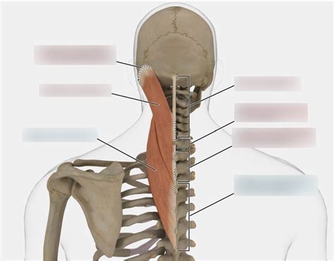 Lab Exam Axial Skeleton Diagram Diagram Quizlet