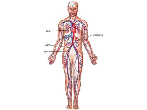 Cardiovascular System Flashcards Quizlet