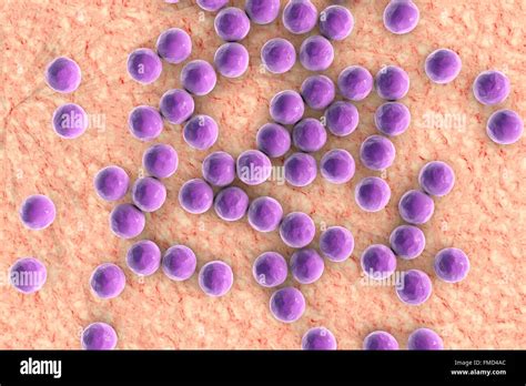 Computer Illustration Of Staphylococci Bacteria Staphylococcus Aureus