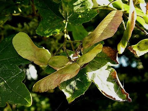 Field Maple
