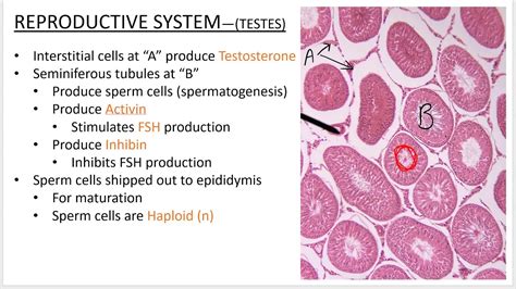 Ppt Placenta And The Male Reproductive System Powerpo