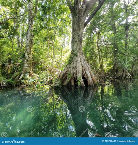 Tree Roots Growing Out Of A River Stock Photo Image Of Pond Nature