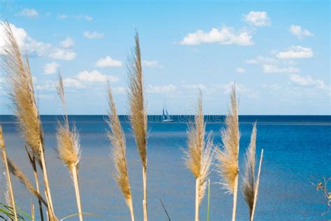 Красивое голубое небо с белыми облаками и горизонтом Рио Ла Плата с вегетацией на переднем плане