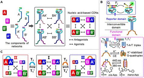 Bioinspired Nucleic Acid Based Dynamic Networks For Signal Dynamics