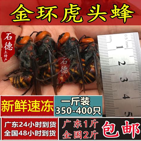 金环胡虎头蜂一斤350 400只新鲜冰冻大土蜂泡黄蜂酒全国顺丰包邮 虎窝淘
