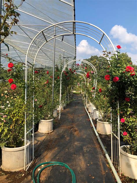 🌹พร้อมส่งกุหลาบกึ่งเลื้อยสีแดงพุ่มสูง เกรดล้างราก รูปต้นพร้อมส่งรูปสุดท้าย เป็นสายพันธุ์ที่