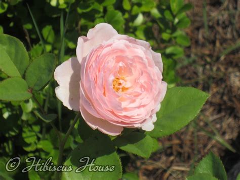 Hibiscus House David Austin And Other Roses