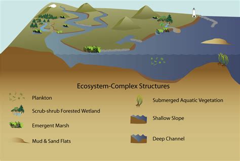 Structure Of The Ecosystem Complex Estuary