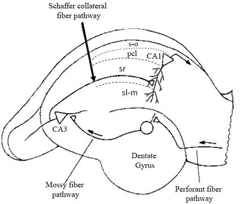 Schematic Of The Hippocampus Download Scientific Diagram