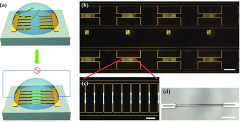 A Graphical Illustration Of Dielectrophoretic Assembly 1 © 2012 Download Scientific
